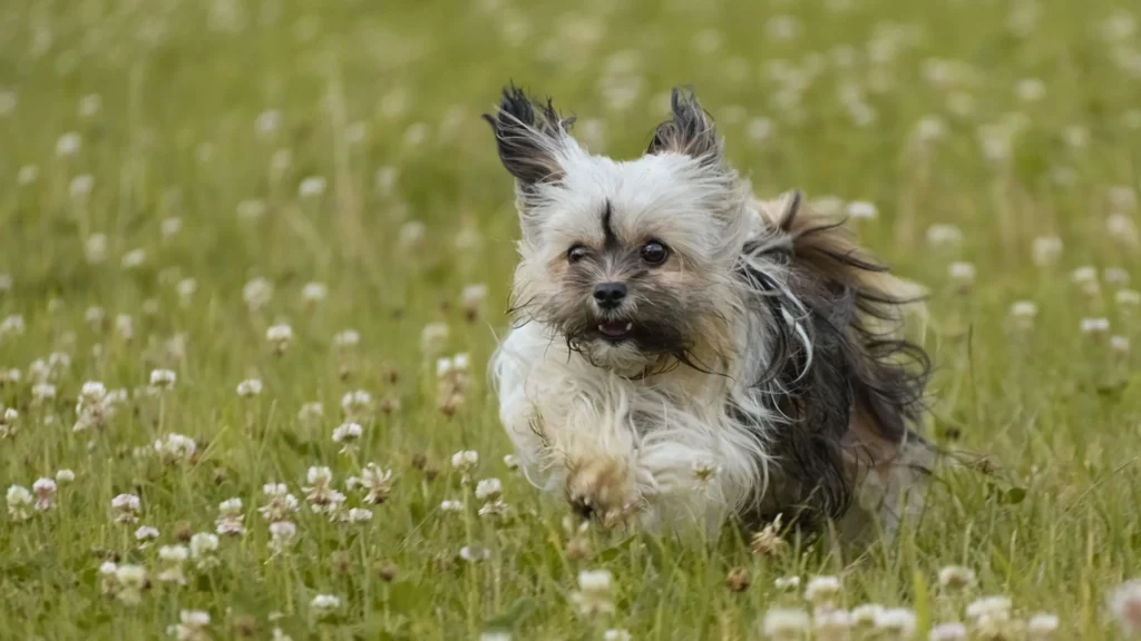Huge Fluffy Dog Breeds That Make Perfect Companions
