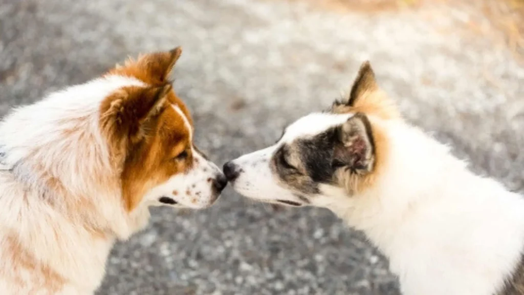 How Do Dogs Mate? Understanding the Mating Process
